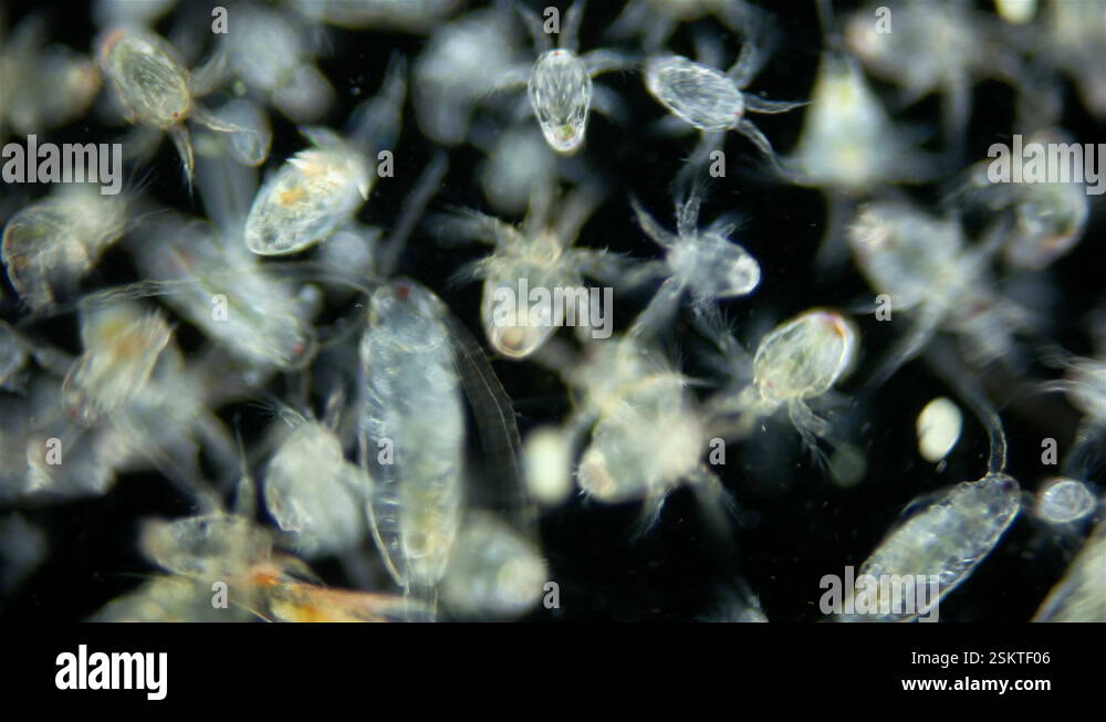 Zooplankton and plankton of White Sea under a microscope. Copepoda ...