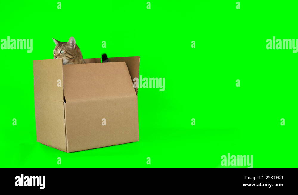 Bengal cat gets out of cardboard box on green screen isolated with ...