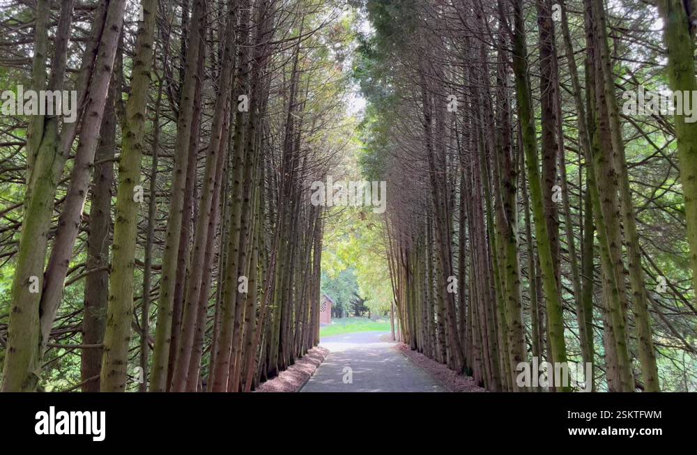 Walk in park among trees Stock Videos & Footage - HD and 4K Video Clips ...