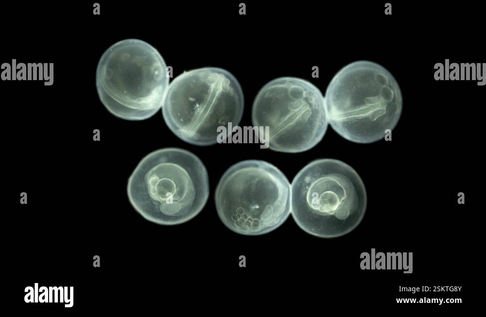 Caviar fish under microscope, Chordata phylum. Movement formed embryo ...