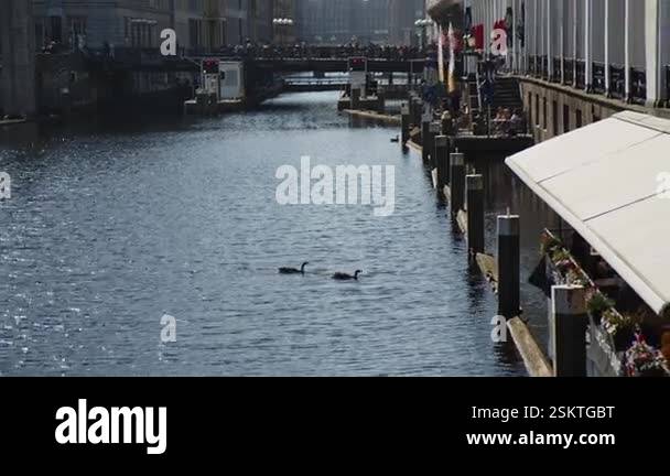 HAMBURG, GERMANY - MARCH 27, 2022: Tilt up from ducks swimming in the ...