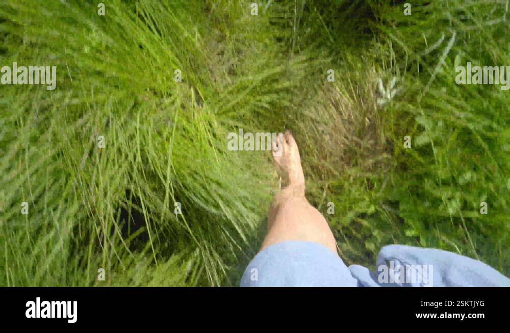 Fair skinned woman's legs walk through tall grassy meadow marsh by lake ...