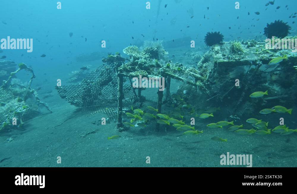 coral reef restoration, regrowing coral, rebuild coral reefs in Bali ...