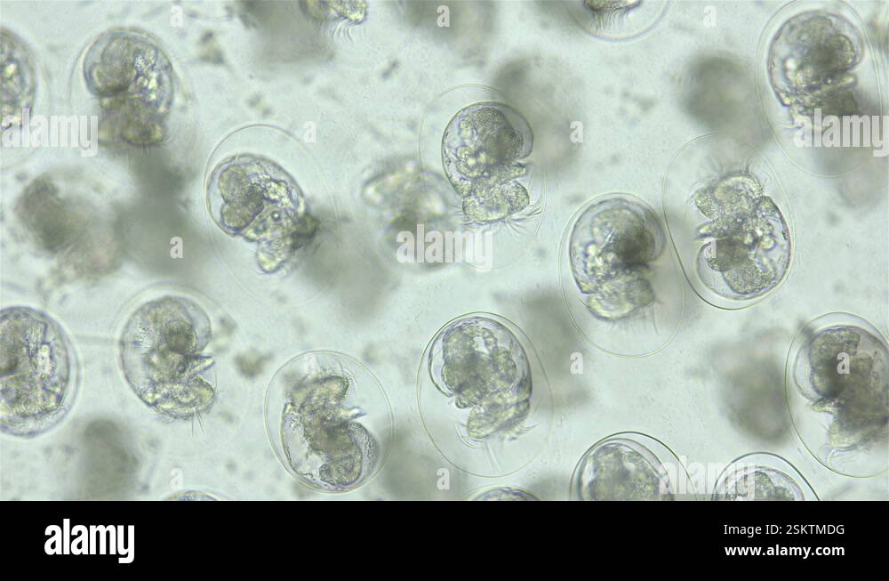 Larvae veliger Mollusca in a clutch of eggs under microscope, class ...