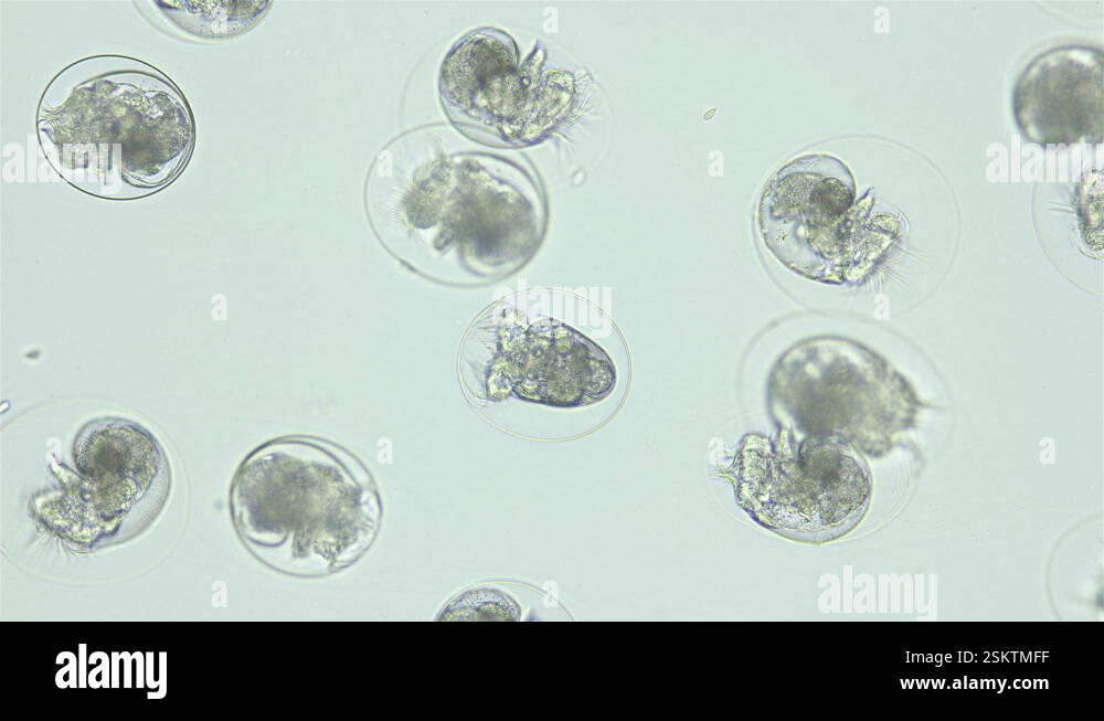 Larvae veliger Mollusca in a clutch of eggs under microscope, class ...