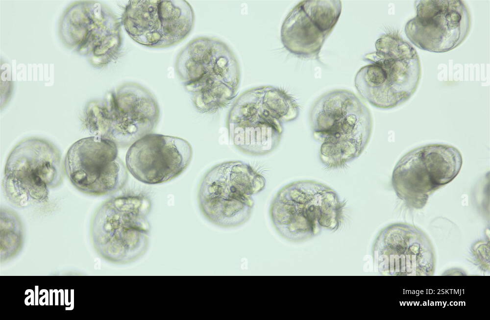 Larvae veliger Mollusca in a clutch of eggs under microscope, class ...