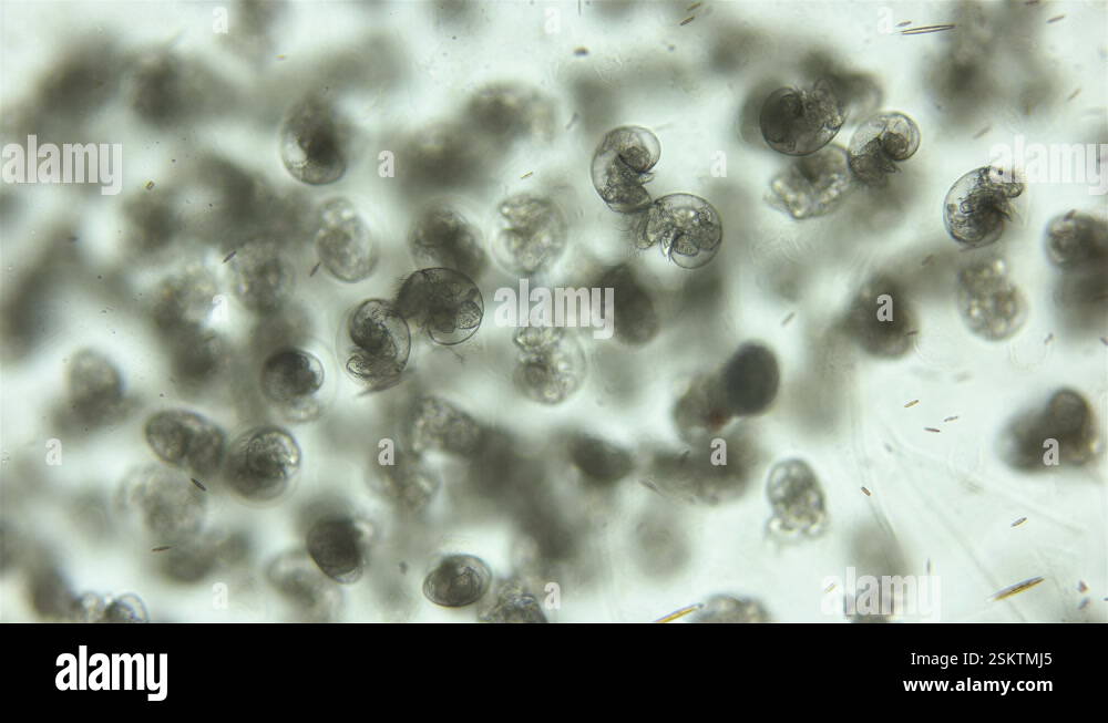 Larvae veliger Mollusca in a clutch of eggs under microscope, class ...