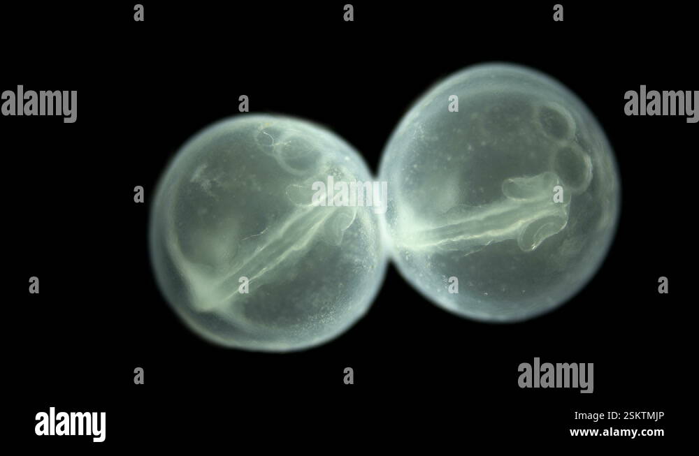 Caviar fish under microscope, Chordata phylum. Movement of formed ...