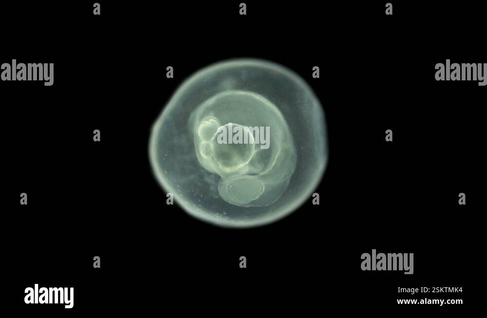 Caviar fish under microscope, Chordata phylum. Movement of formed ...