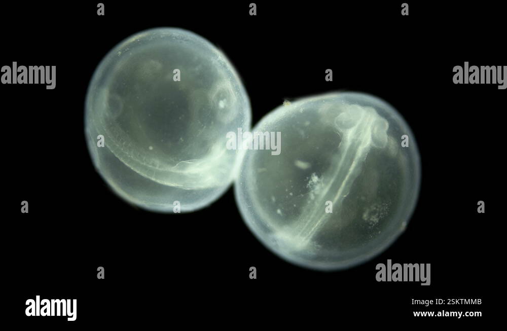 Caviar fish under microscope, Chordata phylum. Movement of formed ...