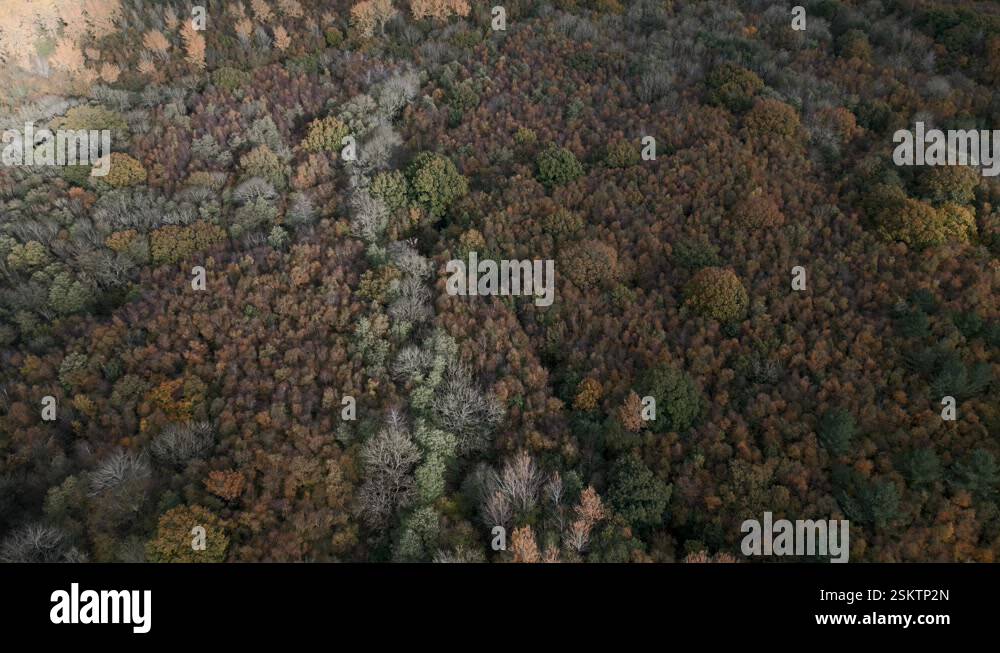 Conifer_trees Stock Videos & Footage - HD and 4K Video Clips - Alamy