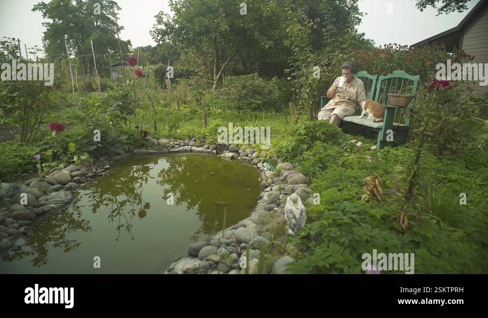Cat tea house Stock Videos & Footage - HD and 4K Video Clips - Alamy