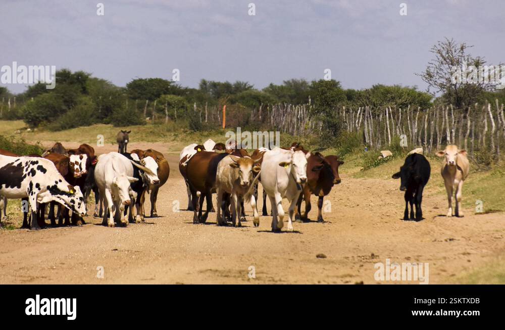 African cattle america Stock Videos & Footage - HD and 4K Video Clips ...