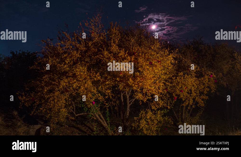 Saudi night sky and wonderful stars and moon crescent over the orange ...