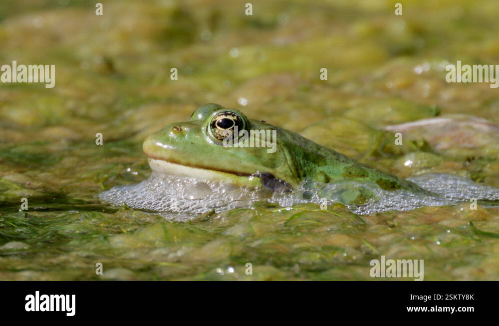Frog in swamp Stock Videos & Footage - HD and 4K Video Clips - Alamy