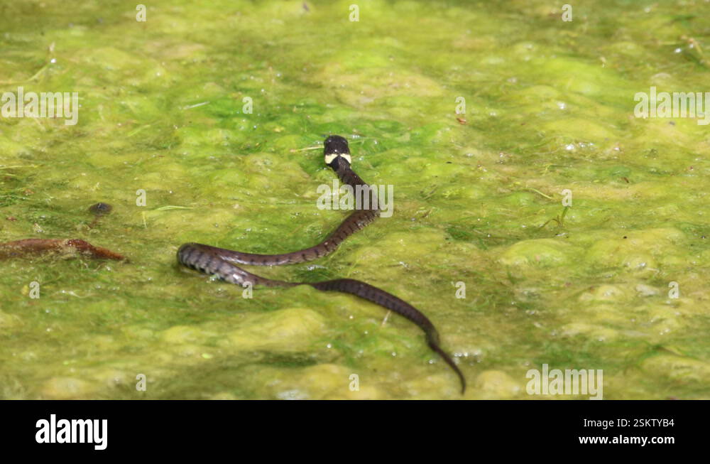 Close up shot of Natrix Natrix Grass snake moving in thick algae marsh ...