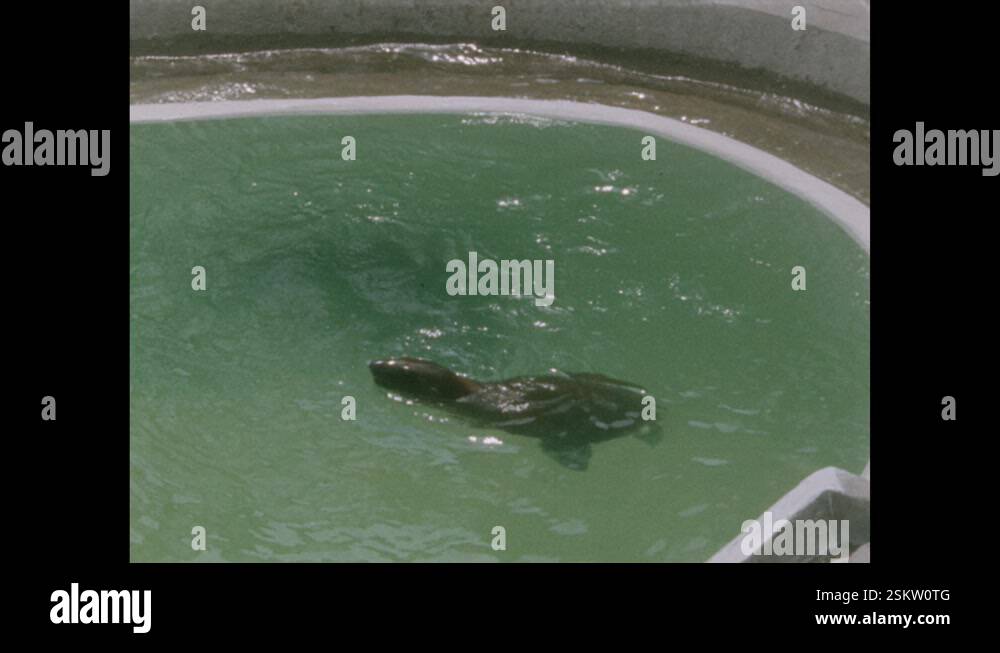 1960s: Two seals swim and play in outdoor pool Stock Video Footage - Alamy