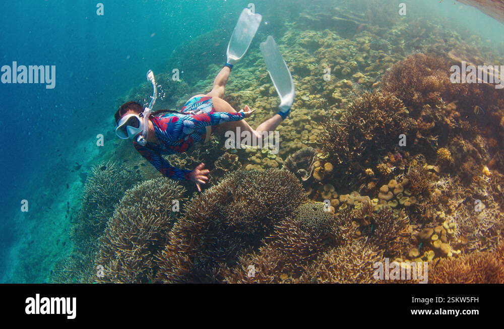 Female freediver swims underwater and explores vivid and healthy coral ...
