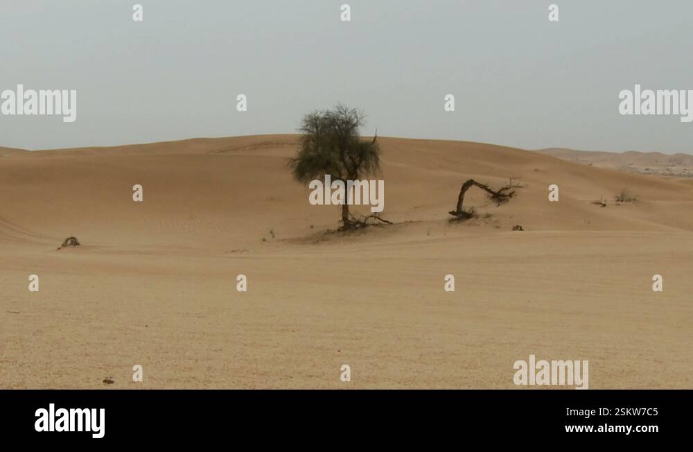 Arabium Stock Videos & Footage - HD and 4K Video Clips - Alamy