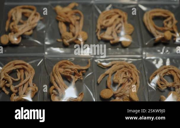 Magic Mushroom macro close up, Psilocybin psychedelic shrooms or Golden ...