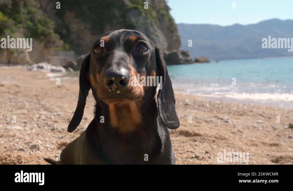 Lost nose Stock Videos & Footage - HD and 4K Video Clips - Alamy