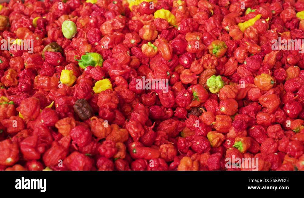 Carolina Reaper Red Chili Pepper in industrial quantities Stock Video ...