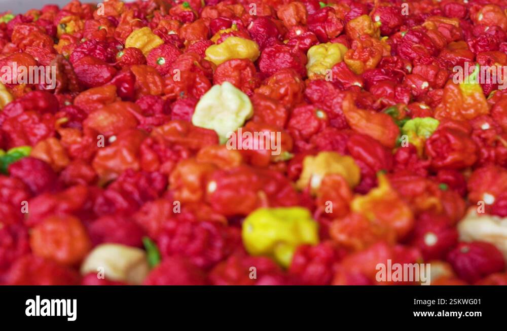 Carolina reaper hot chili pepper Stock Videos & Footage - HD and 4K ...