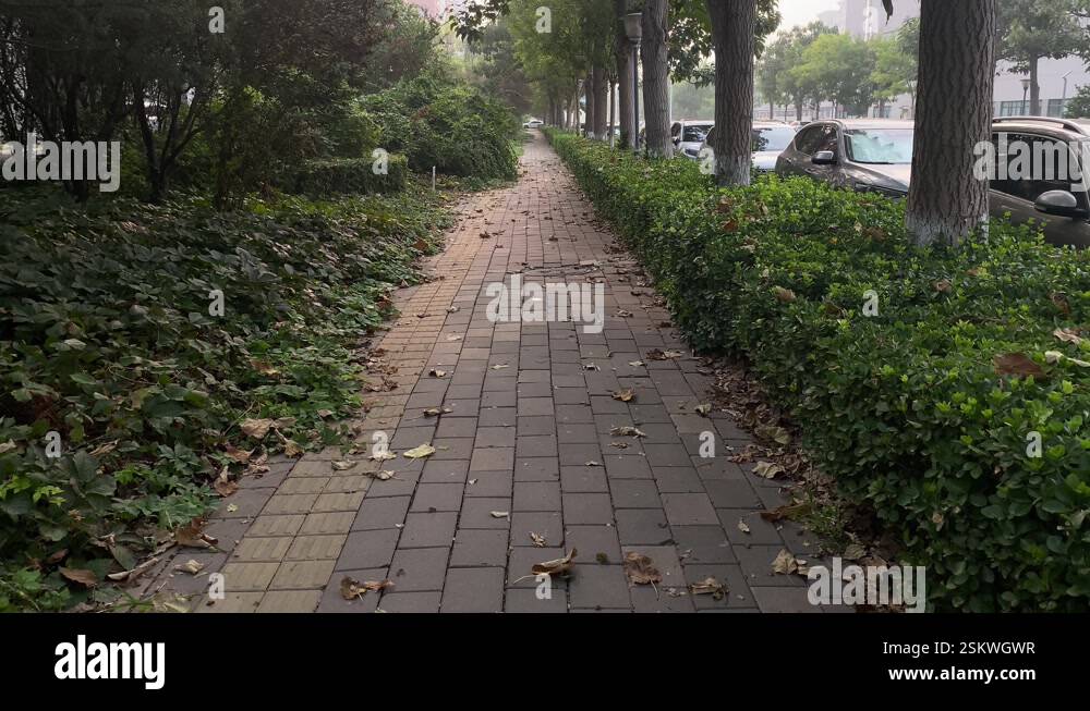 Trees and pavement Stock Videos & Footage - HD and 4K Video Clips - Alamy