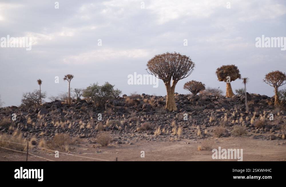 Quiver trees in the Quiver tree forest in Namibia, birds nesting in the ...
