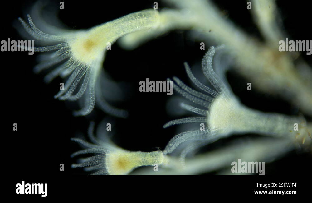Hydrozoa polyp Stock Videos & Footage - HD and 4K Video Clips - Alamy