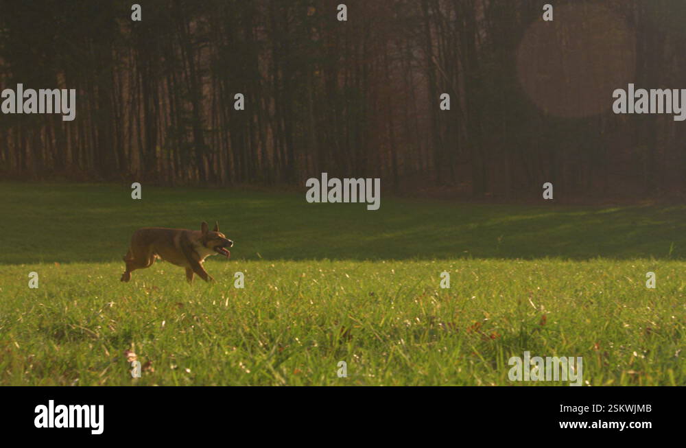 LENS FLARE: Sitting brown haired dog starts running across meadow after ...