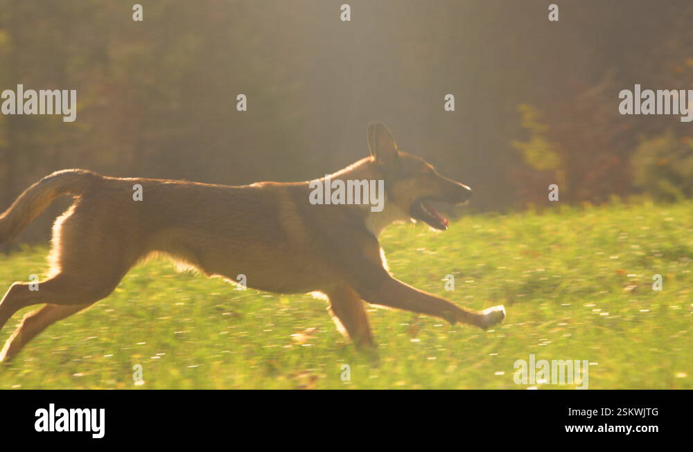 LENS FLARE: Obedient dog runs across green meadow towards owner after ...
