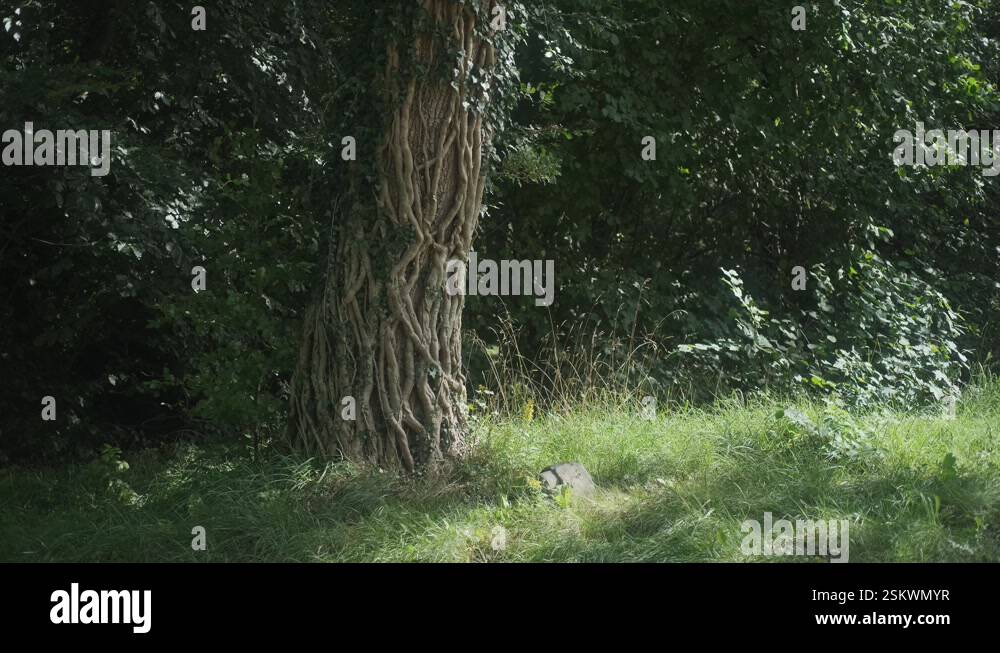 Tree climber plant Stock Videos & Footage - HD and 4K Video Clips - Alamy