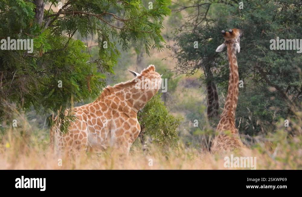 Wild giraffes eating from trees Stock Videos & Footage - HD and 4K ...