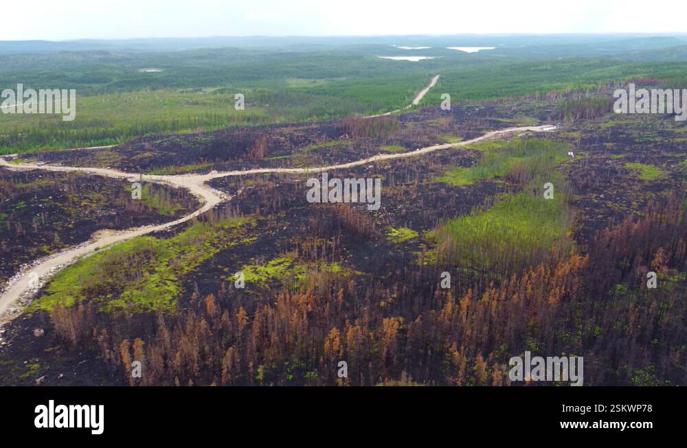 Bird's-eye view of the massive damage caused by the forest fires in ...
