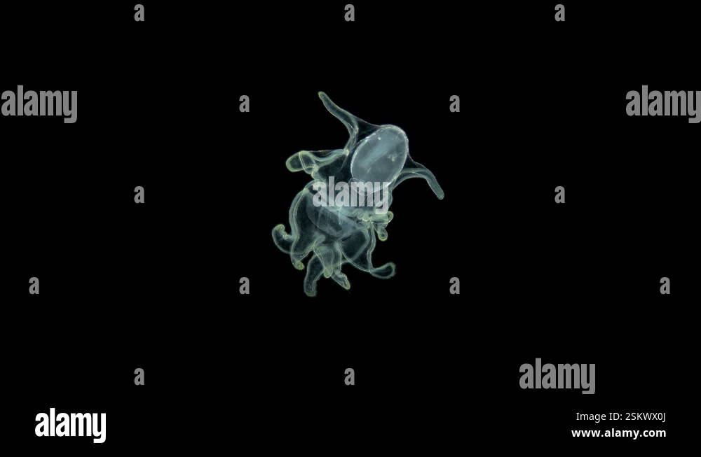 Larva of starfish family Asteriidae under microscope, possible Asterias ...