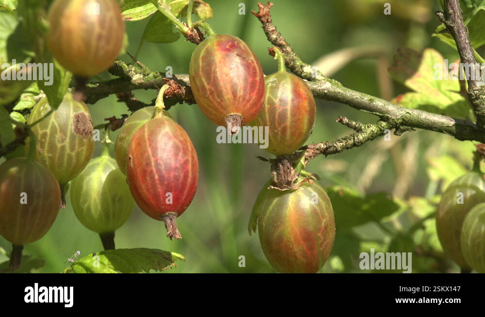 Wild berry in nature Stock Videos & Footage - HD and 4K Video Clips - Alamy