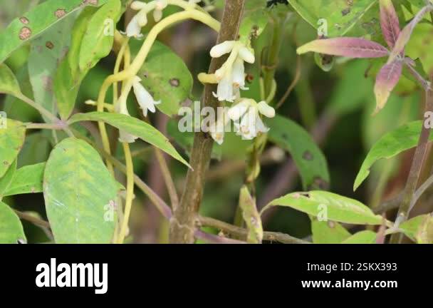Cuscuta or Dodder flower. It is a genus of over species of yellow ...