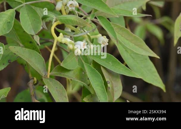 Cuscuta or Dodder flower. It is a genus of over species of yellow ...