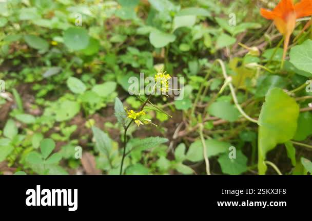 Rorippa palustris flower. Its other names marsh yellow cress, bog ...