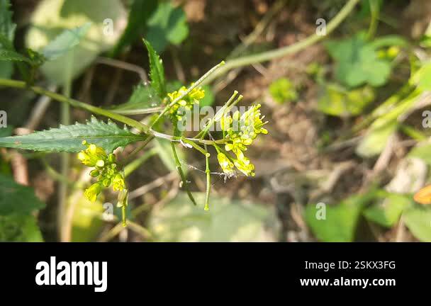 Rorippa palustris flower. Its other names marsh yellow cress, bog ...