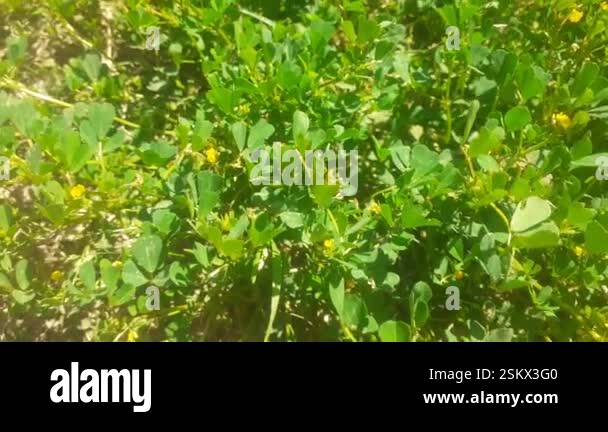 Medicago polymorpha, california burclover, burr medic plants green ...