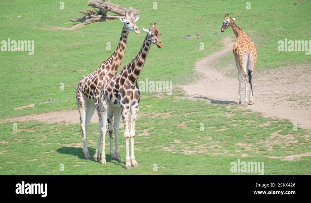 Family Giraffa giraffa in the wild. Amazing scene on safari with wild ...