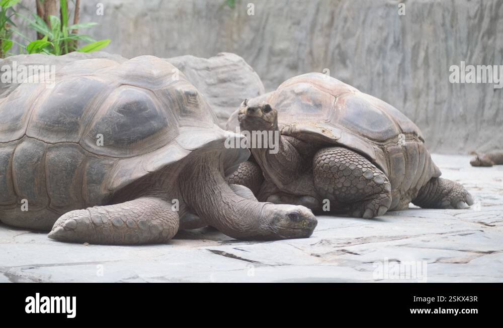 The Aldabra giant tortoise family is one of the largest tortoises in ...