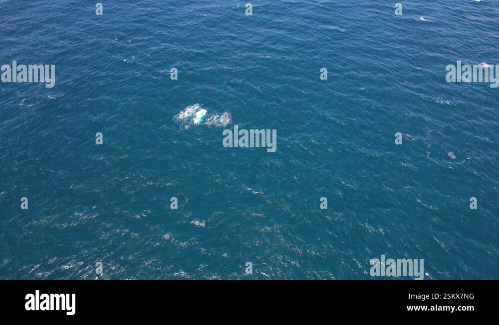 Aerial View Of Humpback Whales Pod Swimming In The Open Waters Stock ...