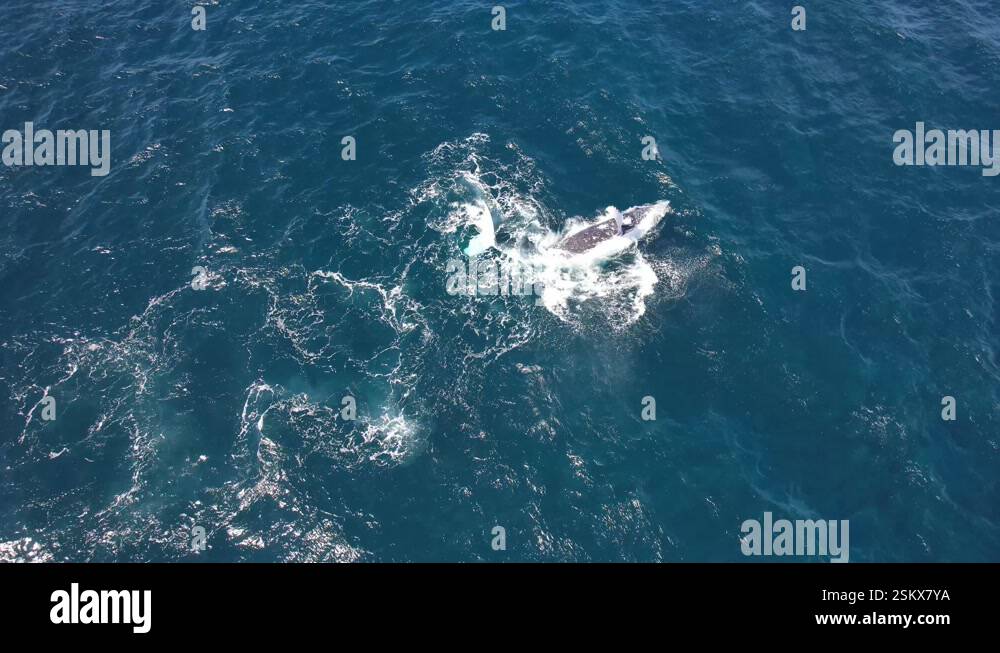 Long fin whale Stock Videos & Footage - HD and 4K Video Clips - Alamy