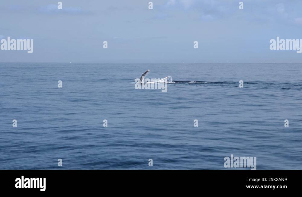 Female whale using her pectoral fin slapping water to attract and Stock ...