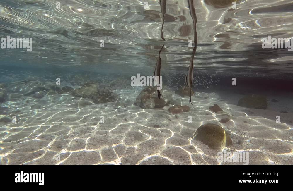Two baby Bat fish swims underwater on shallow water Stock Video Footage ...