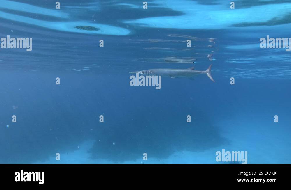 Needlefish or Garfish swim underwater of blue water reflecting on ...