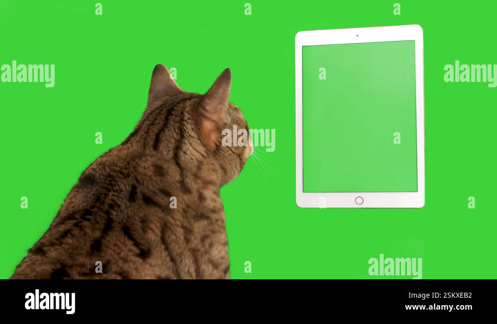 Bengal cat looking at tablet device touching it with his paw on green ...